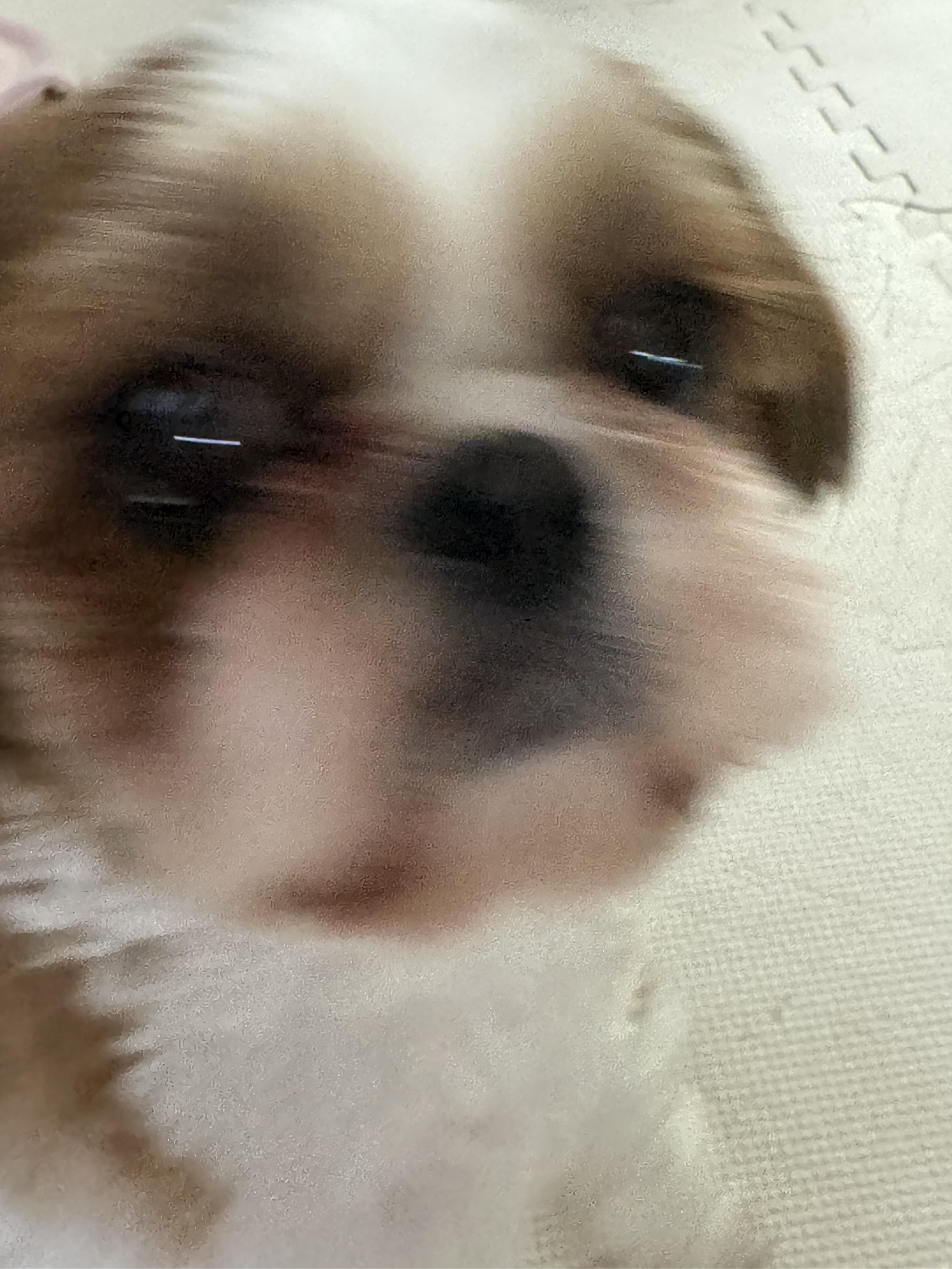 본사빙고 - Pushoong Bingo | SNS Sandbox, Pushoong